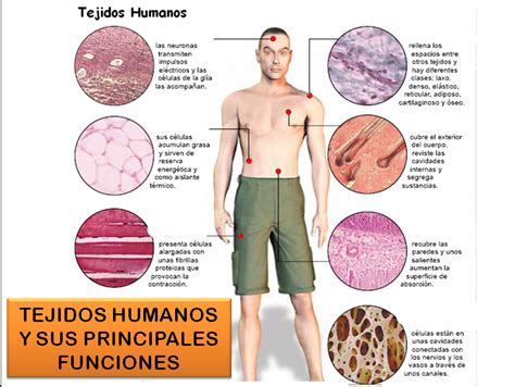 Juegos De Ciencias Juego De Tejidos Humanos Y Sus Principales
