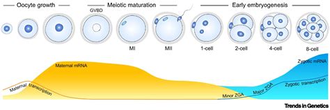 Degradation And Translation Of Maternal Mrna For Embryogenesis Trends In Genetics