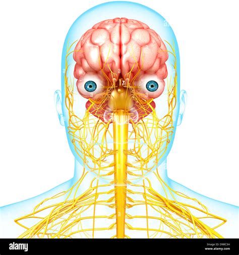 Nerves In The Head Diagram