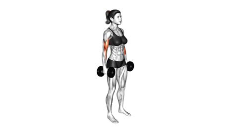 Dumbbell Hammer Curl Female Video Exercise Guide And Tips Workout Guru