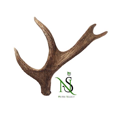Bois De Daim Nutriselect