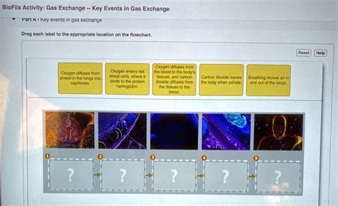 VIDEO Solution BioFlix Activity Gas Exchange Key Events In Gas