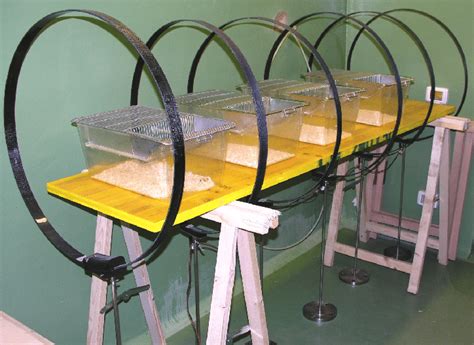 The Exposure Apparatus Consisted Of Six Coils In A Helmholtz