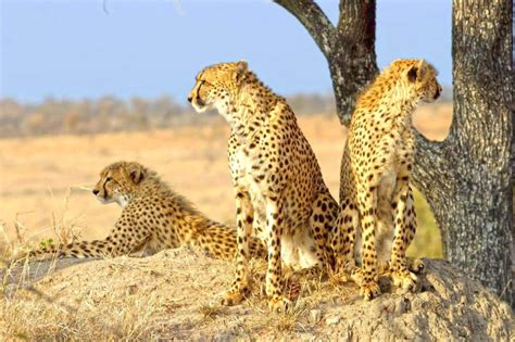 Iranian Wildlife And Nature Reserves A Haven For Biodiversity