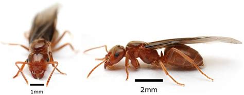 Lasius Chthonolasius Umbratus волосистый желтый пахучий муравей Клуб Любителей Муравьев