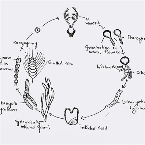 Disease Cycle Of Loose Smut Download Scientific Diagram