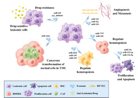 Figure 2 From The Landscape Of Exosome Derived Non Coding Rna In Leukemia Semantic Scholar