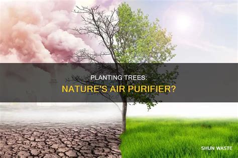 Planting Trees Nature S Air Purifier ShunWaste