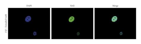 E2 Increases Ho 1 Expression And Induces Nrf2 Nuclear Translocation E2 Download Scientific