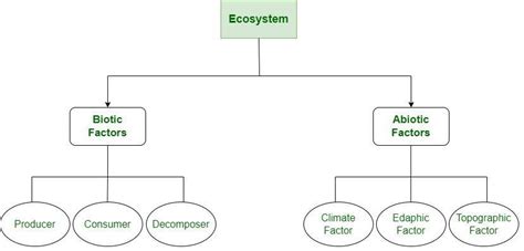 What Is Ecosystem Definition Structure Types And Functions