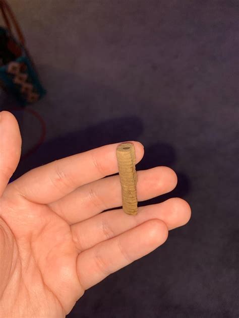 Crinoid Fossil R Fossils