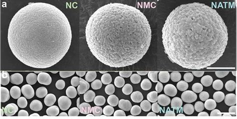 Morphological And Structure Characterizations Of Nc Nmc And Natm