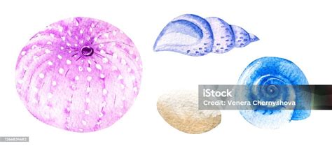 흰색 배경에 고립 된 세 개의 수채화 조개와 자갈 손 마린 클립아트 0명에 대한 스톡 벡터 아트 및 기타 이미지 0명 각도