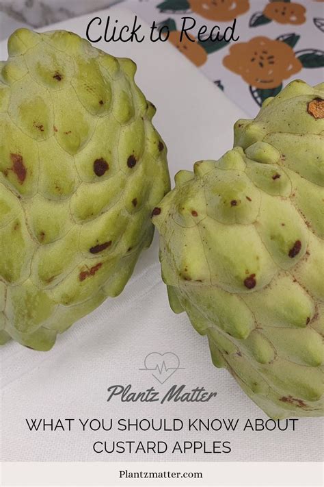 How To Eat Custard Apples How To Choose Custard Apples Custard Apple