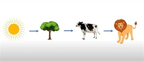 Food Webs And Predator Prey Relationships Explained Faramira