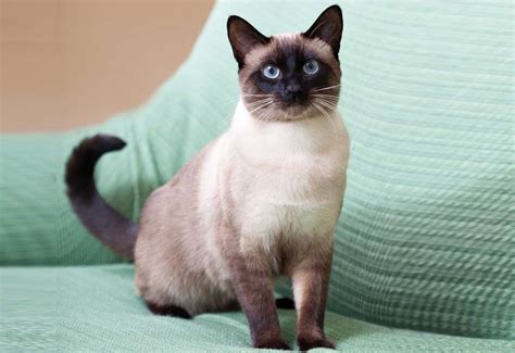 Traditional Siamese Cat Breed Information Images Characteristics Health