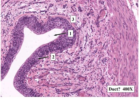 Ureter 2 Diagram Quizlet