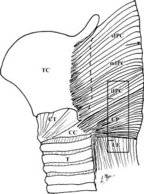 Schematic Of The Human Upper Esophageal Sphincter Ues And Its