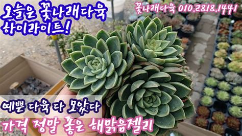 주간요약💕인기짱 꽃나래다육을 한번에 몰아보기 그중에도 가성비최고 대품다육이 추천💕해맑음젤리는 비교필수💕꽃나래다육 01028181441 Youtube