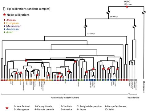 Phylogenetic Tree Built On A Subset Of Both Contemporary And Ancient Download Scientific