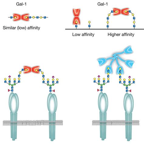 Lactosamine Modification Differentially Impacts Galectin Binding While