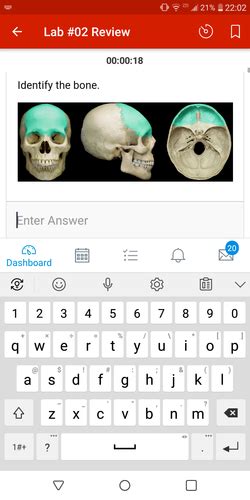 Anatomy Lab Week 2 Flashcards Quizlet