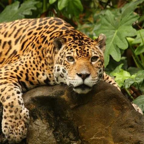 Jaguars Preying On Green Sea Turtles Creates Conservation Headache In