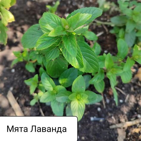 Мята Лаванда - Хризантемы, астры, мята и многолетники