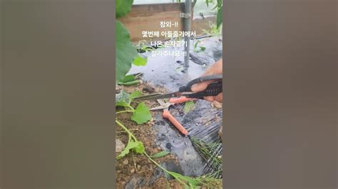 참외~몇번째 아들줄기에서 나온 손자줄기 잘라주나요~ Youtube