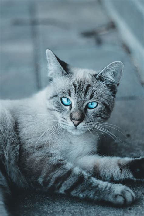 Silver Tabby She Cat With Blue Eyes