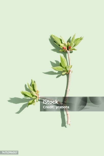 파스텔 녹색 배경에 최소한의 스타일로 햇빛을 비추는 녹색 잎의 탑 뷰 새로운 봄 잎 흑백 사진 식물 자연 디자인 포스터 봄 플랫