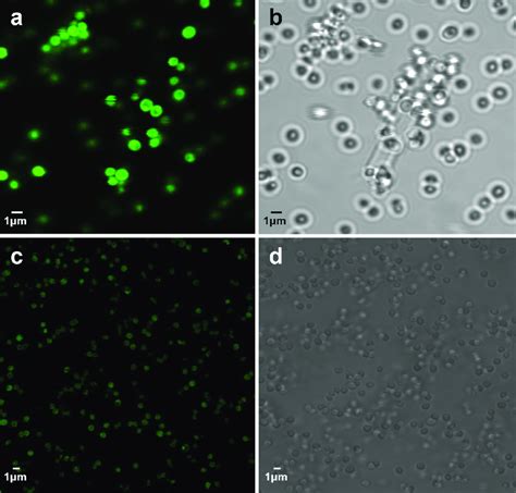 Fluorescence Microscopy Of Bacteria With Adherent Cholesterol At Same Download Scientific