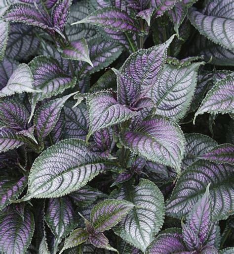 Lowes Lavender Persian Shield Plant In 1 Gallon Pot Nursery In 2024 Persian Shield Plant