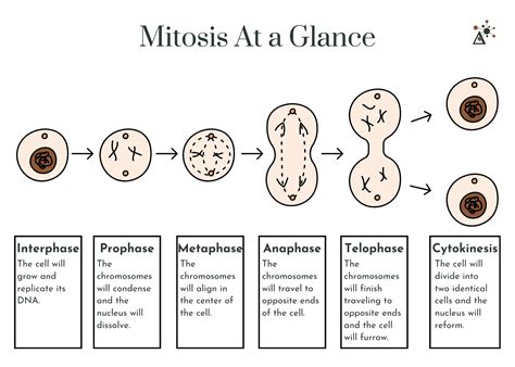 What Is Mitosis — Delta Learning