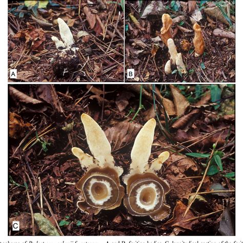 Figure 1 From Notes On Rare Species Of Mycoparasitic Forming Fungus In Korea Semantic Scholar