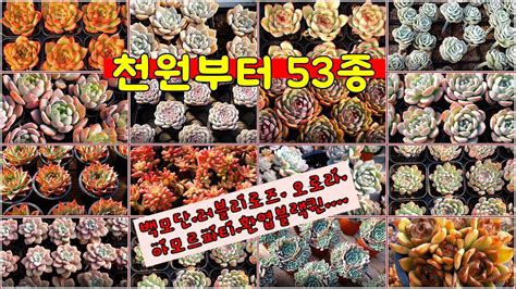 11월8일대소다육 천원다육부터 53종 쨍하게 물든 예쁜아이들 착한가격 천원부터 만나보세요 다육다육이러블리로즈백모단다육판매천원의행복 Youtube