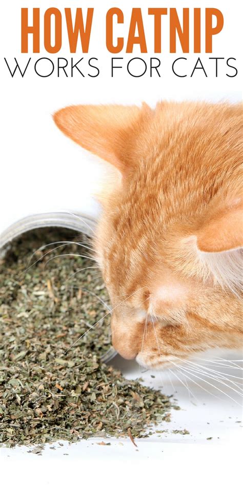 How Does Catnip Work And A Few Interesting Facts To Know