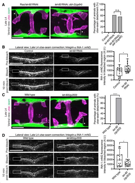 Ras Let 60 Acts In The Same Pathway As Discoidin Domain Receptor 2 Download Scientific Diagram