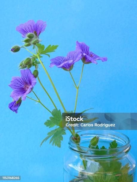 Sekelompok Cranesbills Geranium Rozanne Terisolasi Pada Latar Belakang