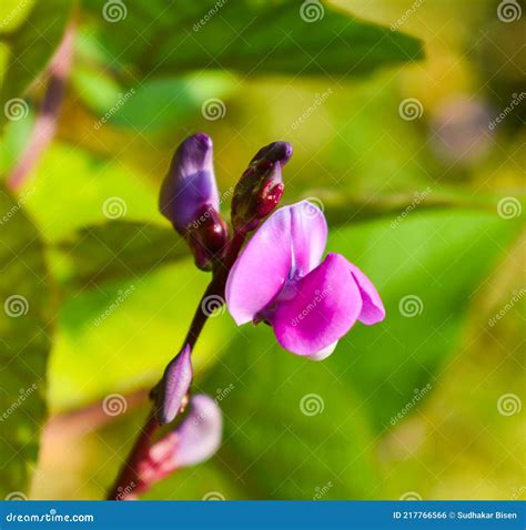 Primer Plano De La Flor De Haba De Jacinto O De Lablab Purpureus Foto