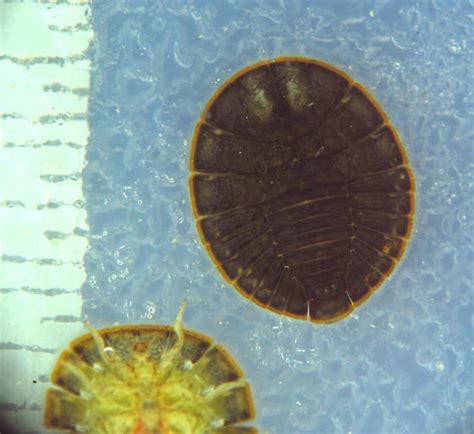 Water Penny Beetle Psephenus Herricki Bugguide Net