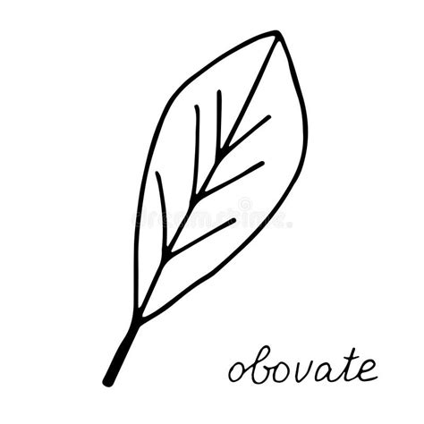 Obovate Leaf Stock Illustrations 56 Obovate Leaf Stock Illustrations