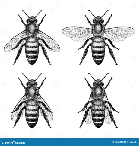 Honey Bee Scientific Drawing