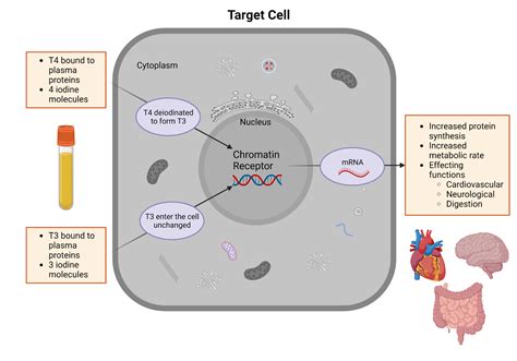 Thyroid Entering Cell BioRender Science Templates