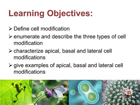 Lesson 4 Cell Modifications Pdf