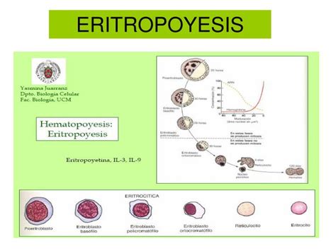 ppt morfologia y fisiologia eritrocitaria powerpoint presentation