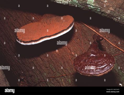 Bracket Fungi Ganoderma Sp Growing On A Tree Trunk These Bracket Shaped Fruiting Bodies Hold