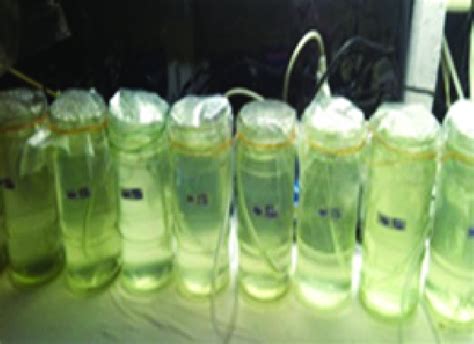 Botryococcus Sp Microalgae Culture Download Scientific Diagram