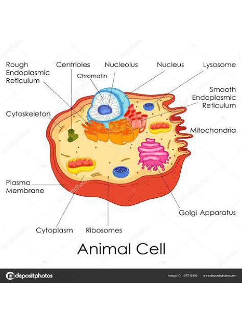 Diagram Biologi 2 Pdf