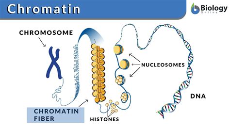 Chromatin Biology Simple